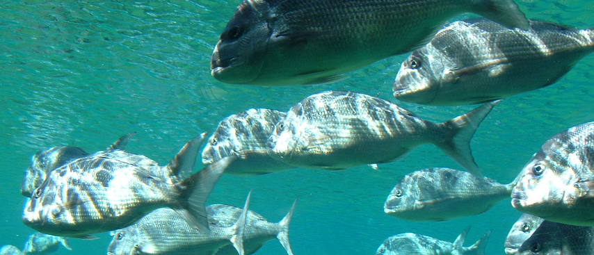 Fishermen Fined for Illegal Snapper Haul - Power FM SA