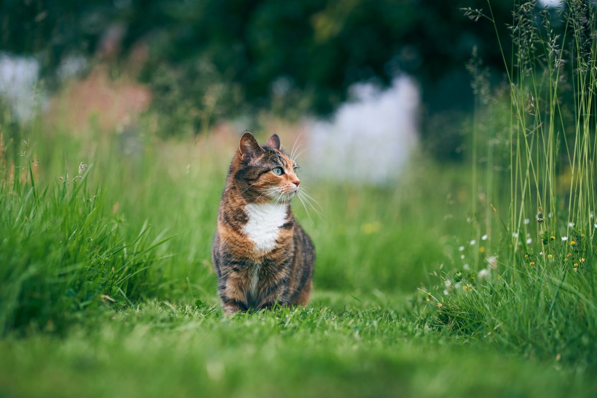 Call for Consistent Cat Containment Laws - Power FM SA